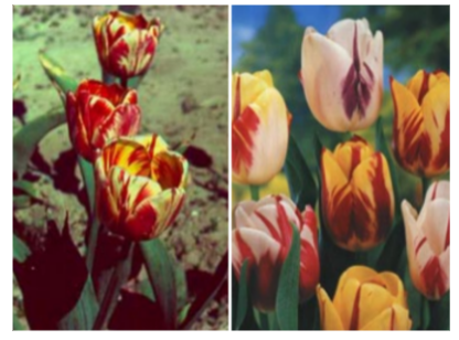 Broken Tulips & Impossible Colors: The Science Behind the Beauty of ...